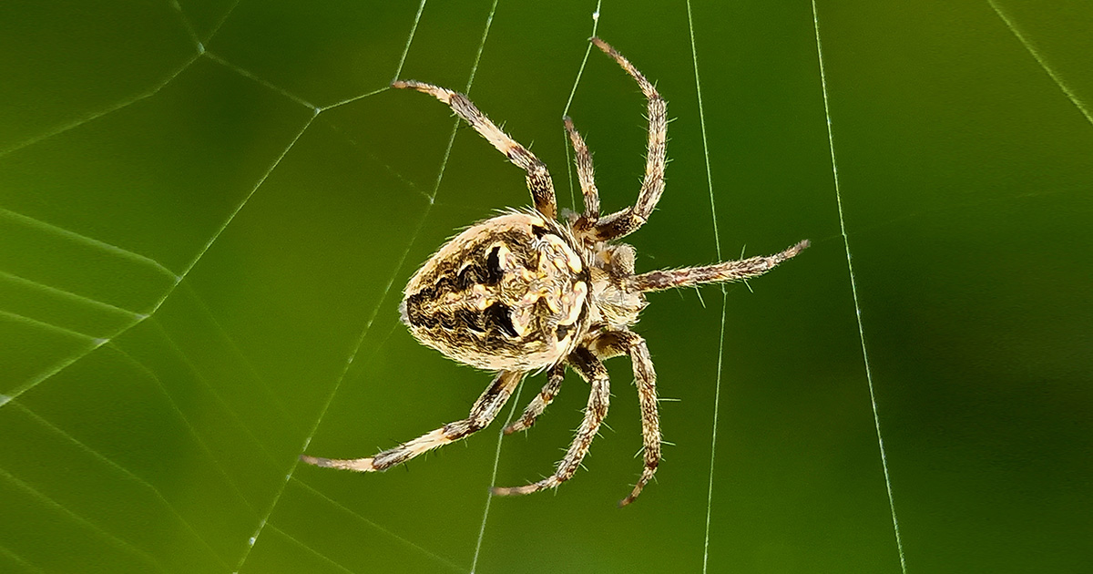 Il ragno violino | Centro Medico Specaialistico CMed Rma